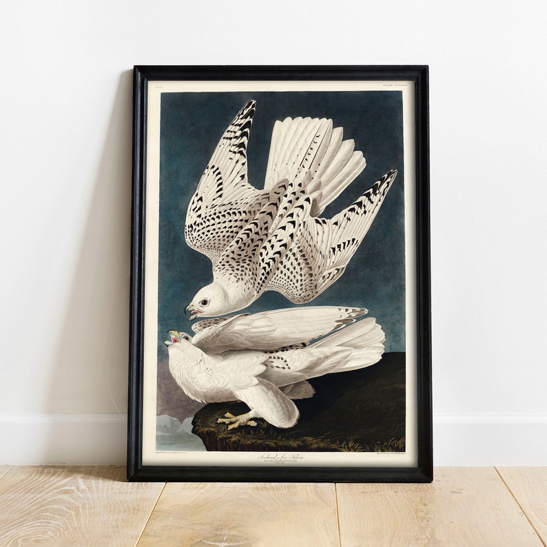 Falcon Print Antique Bird Painting Vintage Drawing Poster - Etsy