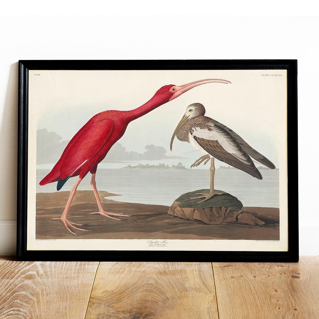 Scarlet Ibis Print, Antique Bird Painting, Vintage Drawing Poster Wall ...