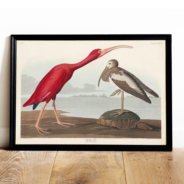 Scarlet Ibis - Etsy
