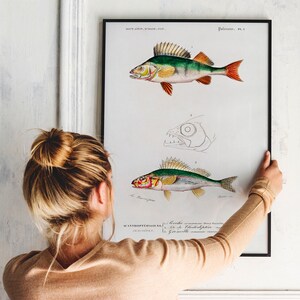 Perch Antique Print Illustration, Vintage Fish Poster, Fishing Wall Art ...