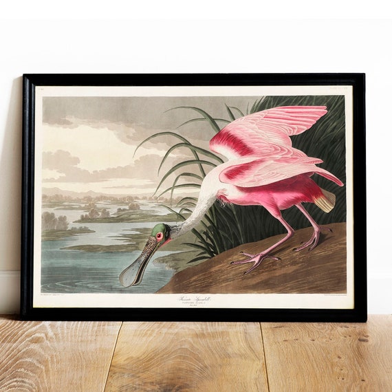 Spoonbill Print Antique Bird Painting Vintage Drawing Poster | Etsy