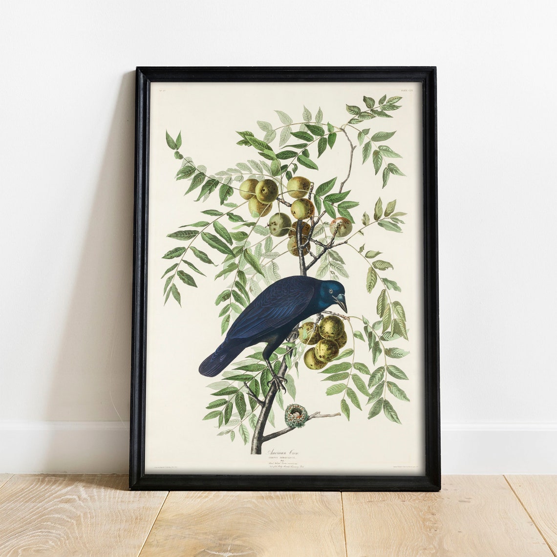 Audubon Crow Print: Vintage Bird Drawing, American Crow Wall Art - Etsy