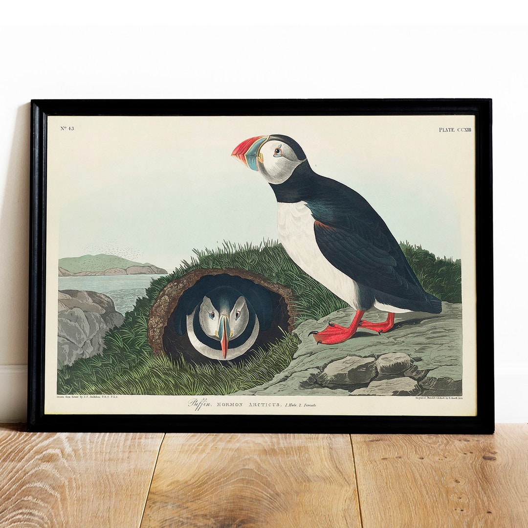 Puffin Print, Antique Bird Painting, Vintage Drawing Poster Wall Art ...