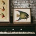 Angelfish Fish Print, Vintage Fishing Poster Wall Art Decor ...