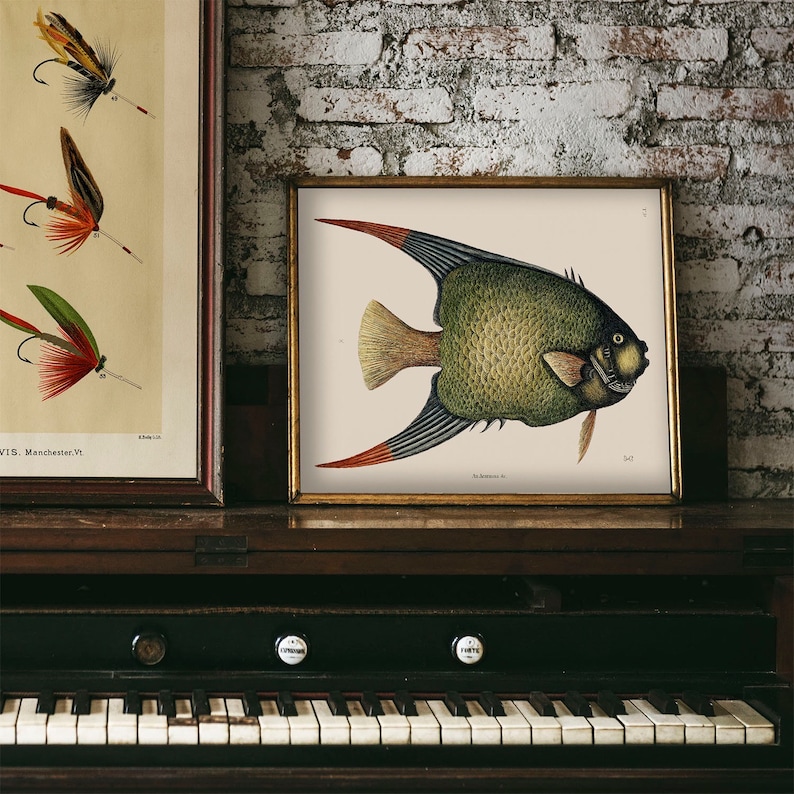 Angelfish Fish Print Vintage Fishing Poster Wall Art Decor - Etsy