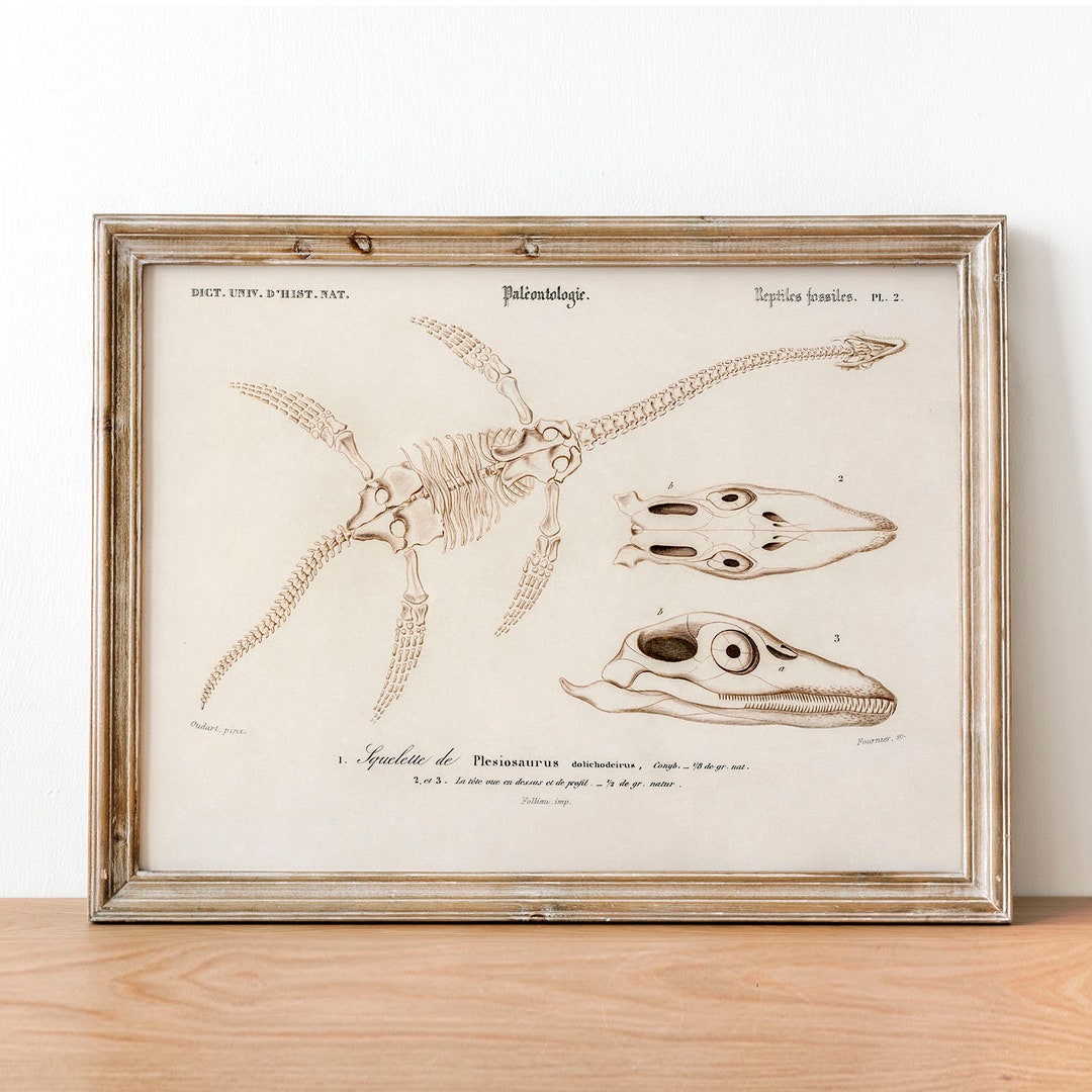 Plesiosaurus Antique Print Illustration, Vintage Fish Poster, Fishing ...