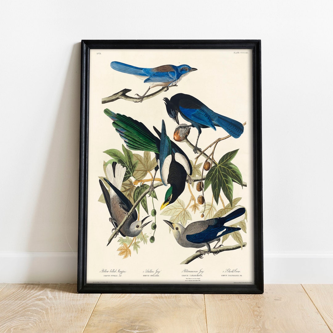 Magpie Print: Antique Audubon Bird Drawing, Vintage Wall Art - Etsy