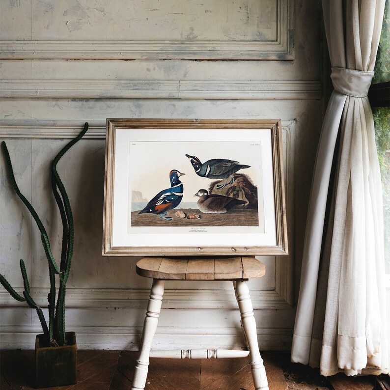Harlequin Duck Print: Vintage Audubon Bird Illustration - Etsy