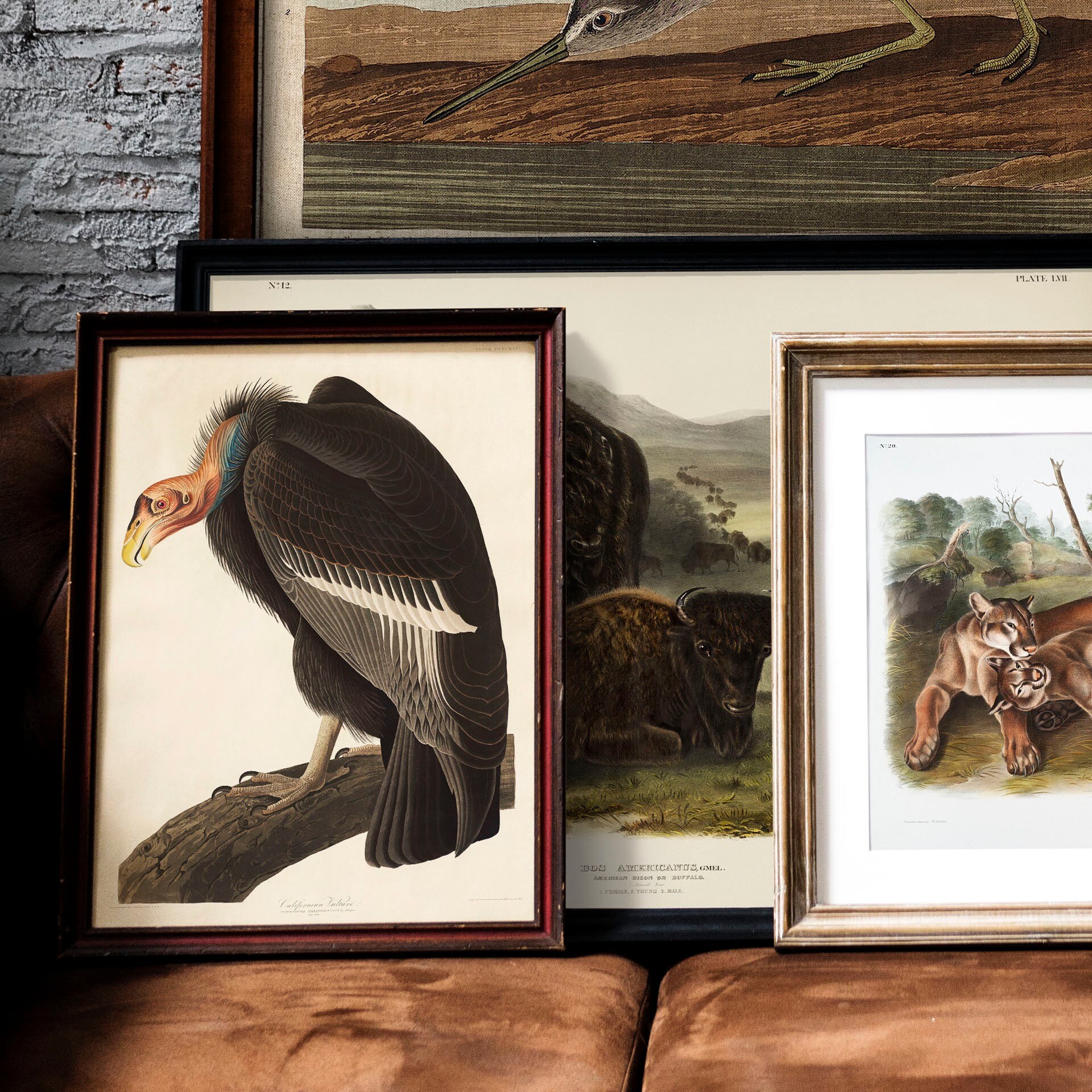 Vulture Print Antique Bird Painting Vintage Drawing Poster - Etsy España