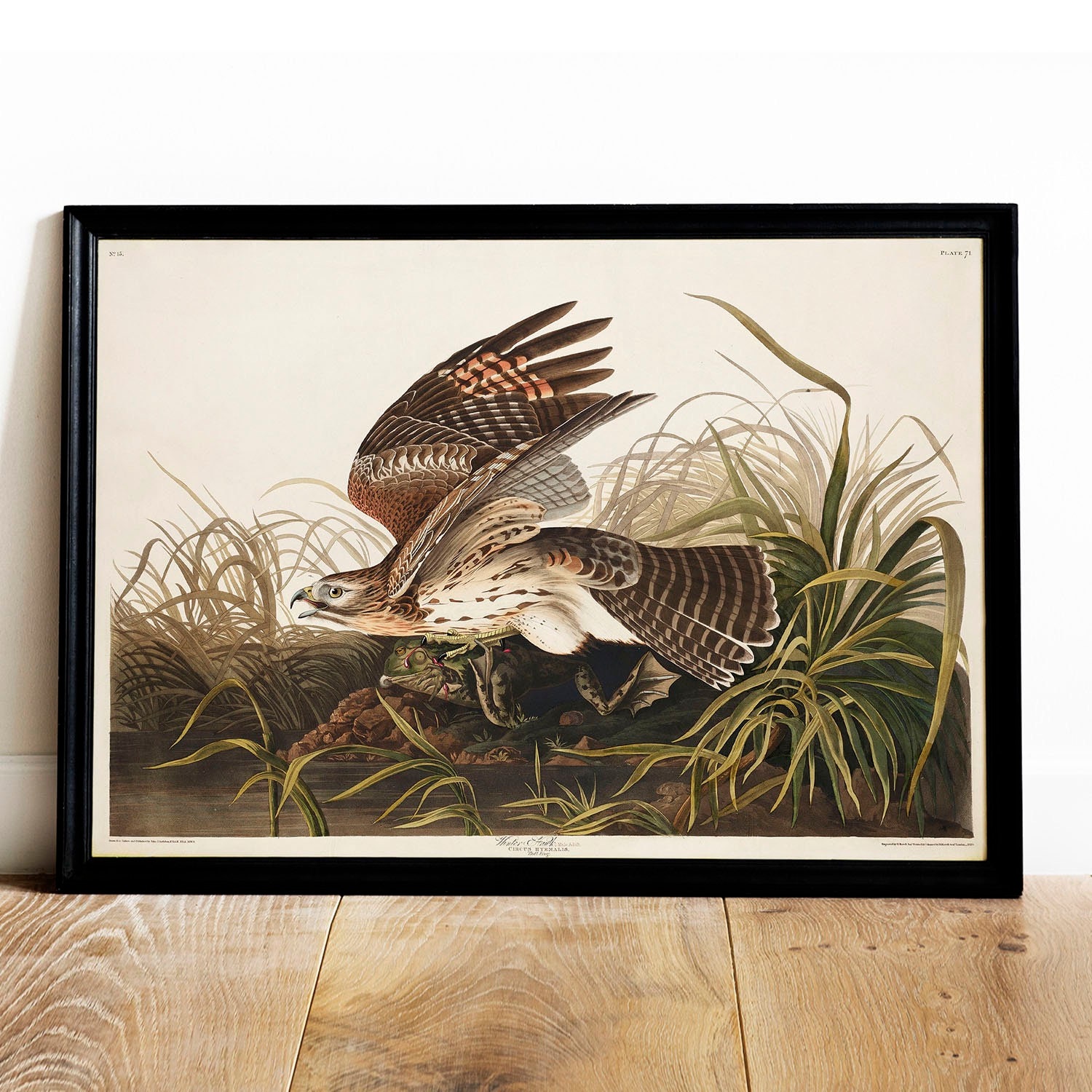 Winter Hawk Print Antique Bird Painting Vintage Drawing | Etsy