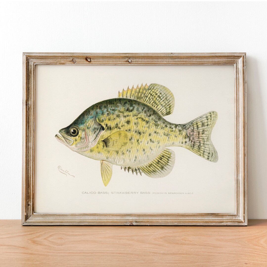 Calico Bass Fish Print, Vintage Fishing Poster Wall Art Decor ...