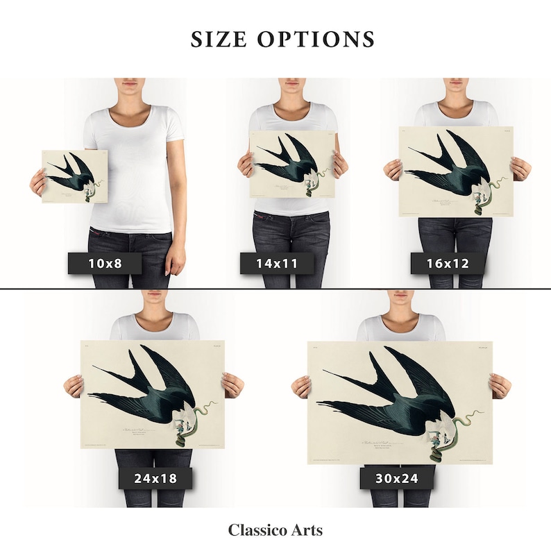 Hawk Canvas Print Antique Bird Painting Vintage Drawing Wall | Etsy