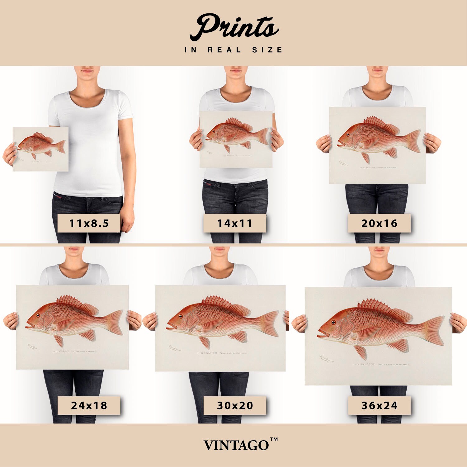 Northern Red Snapper Fish Print Vintage Fishing Poster Wall - Etsy