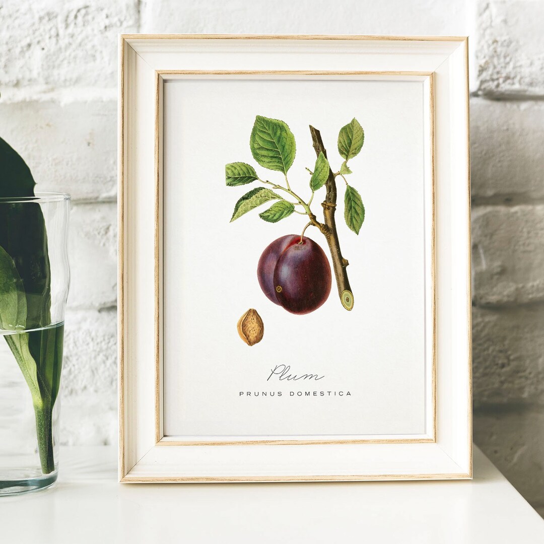 Vintage Plum Print: Kitchen Wall Art Decor - Etsy