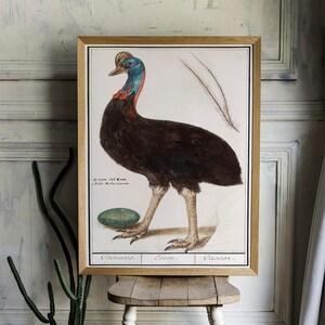Cassowary Print, Antique Space Painting, Vintage Drawing Poster Wall ...