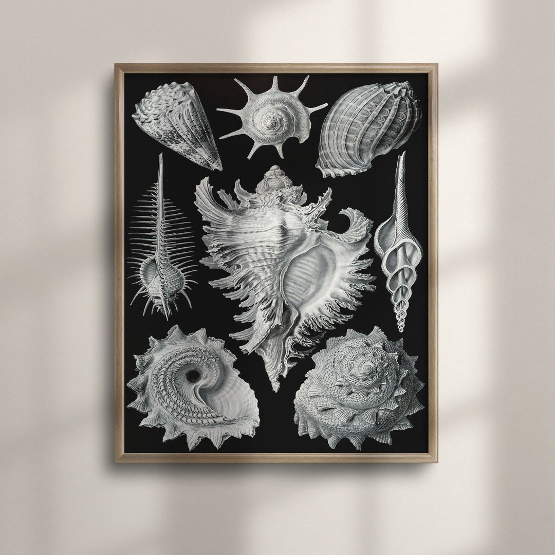 Ernst Haeckel Inspired Vintage French Seashell Art Prints, Nautical ...