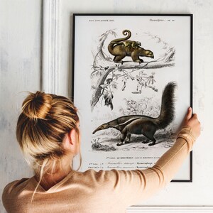 Anteater Print, Antique Animal Painting, Vintage Drawing Poster Wall ...