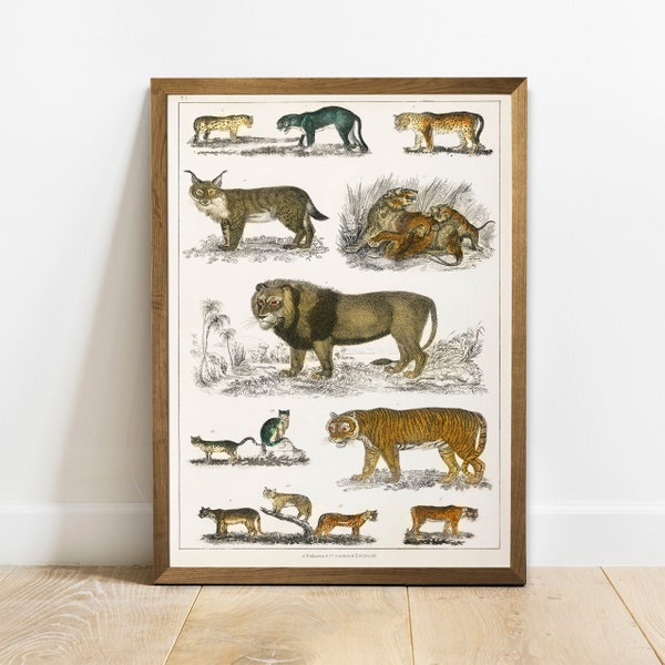 Feline Poster - Etsy