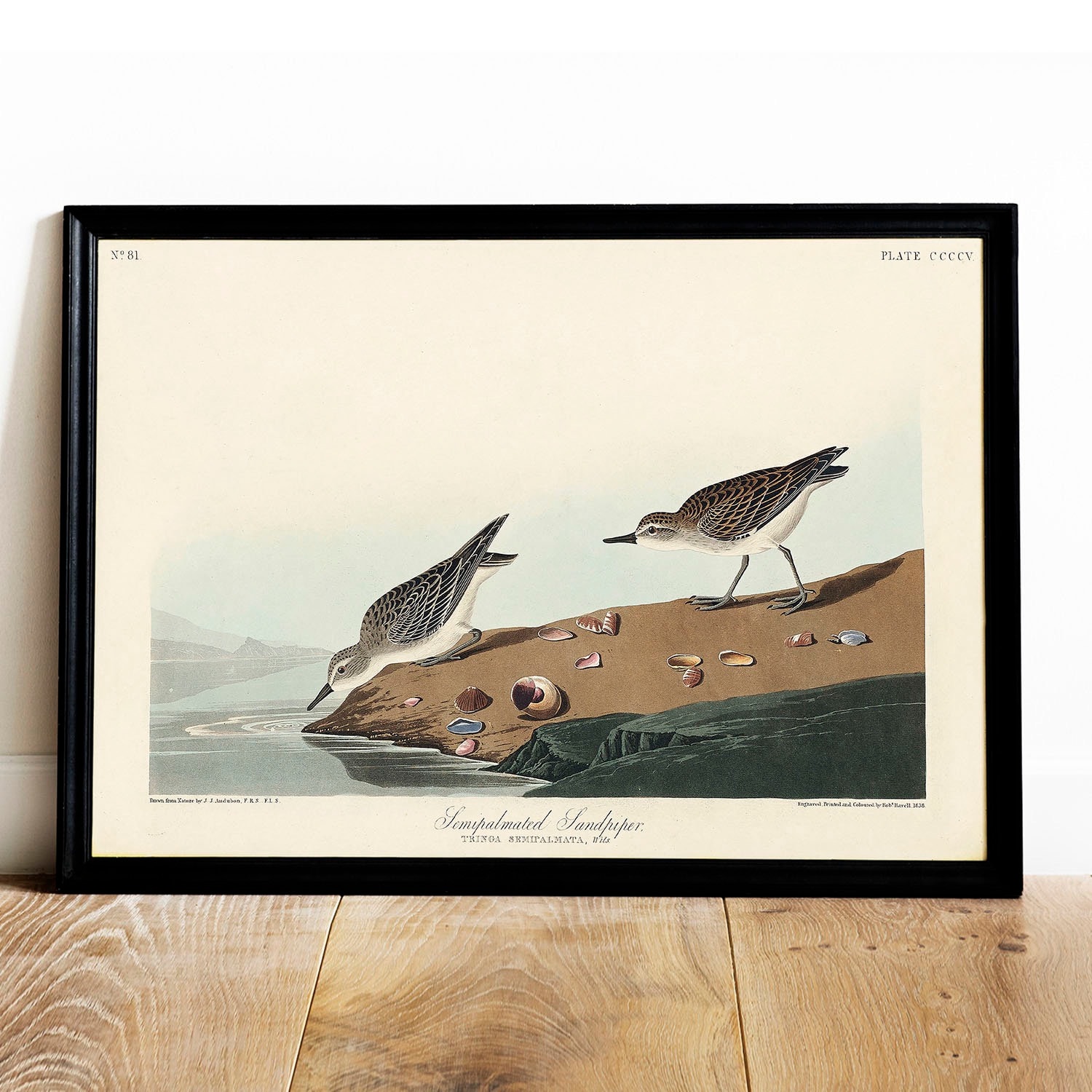 Sandpiper Print Antique Bird Painting Vintage Drawing Poster - Etsy