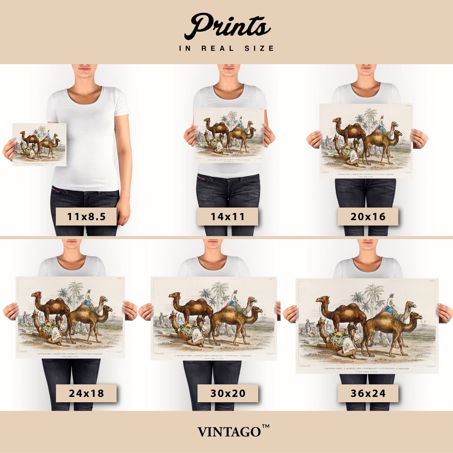 Camel Collection Print Antique Animal Painting Vintage - Etsy