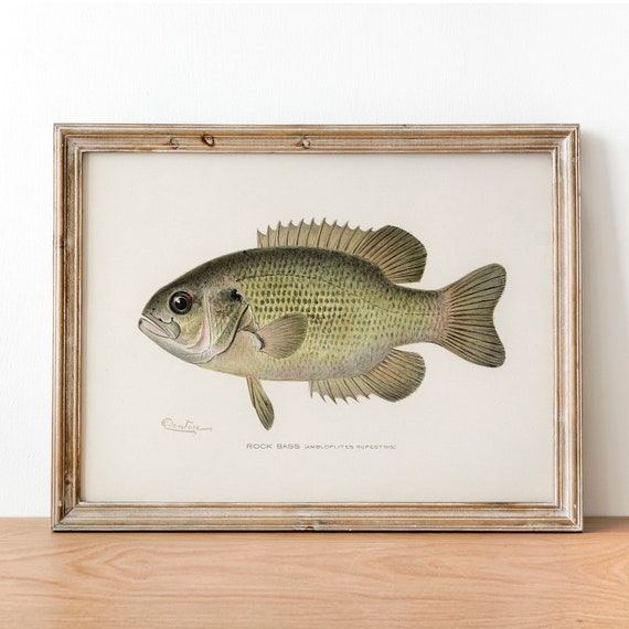 Rock Bass Fish Print Vintage Fishing Poster Wall Art Decor | Etsy