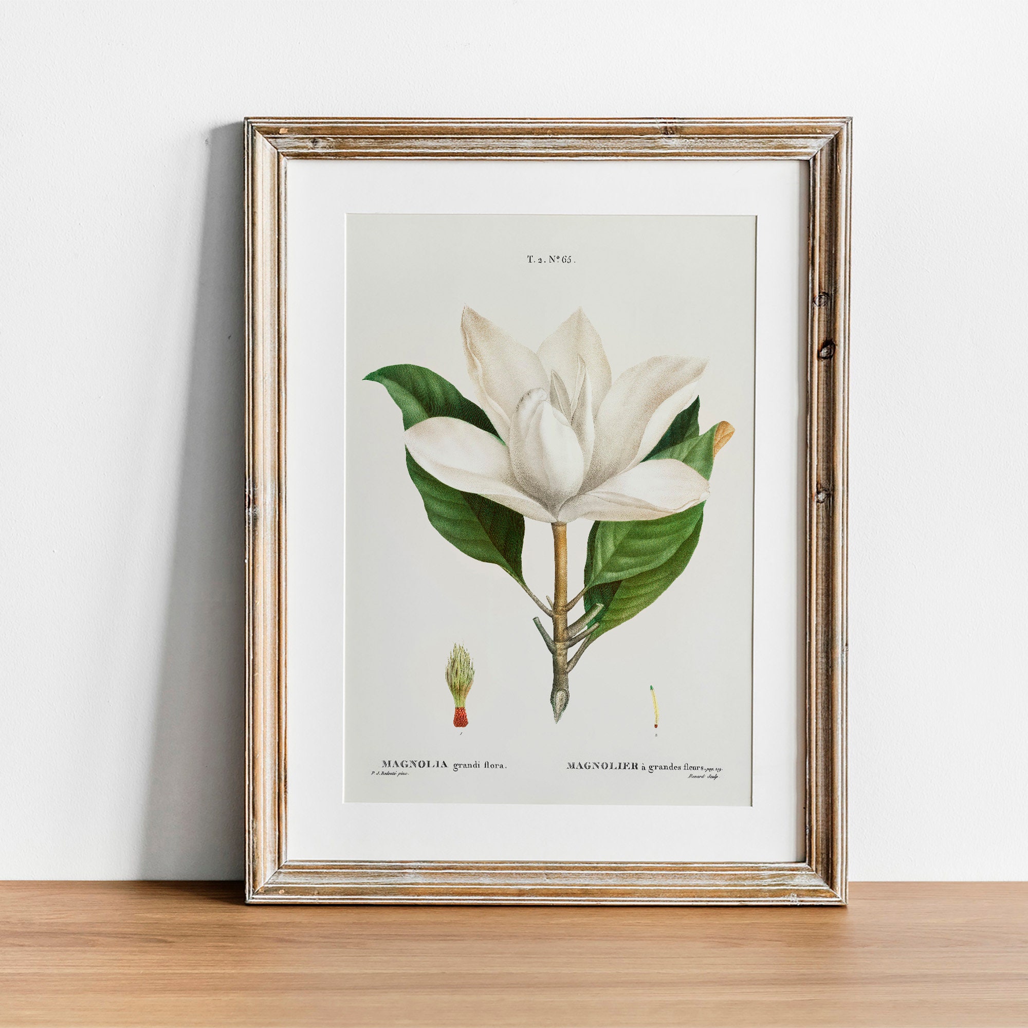 Magnolia Print Vintage Botanical Poster Wall Art Decor | Etsy