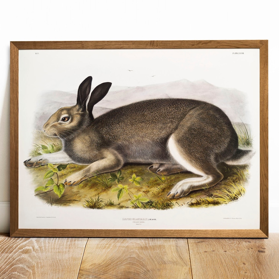 Hare Print, Antique Animal Painting, Vintage Drawing Poster Wall Art ...