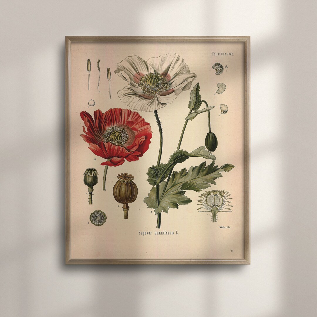 Victorian Red Poppy Art, Antique Botanical Poster, Vintage Flower Wall ...