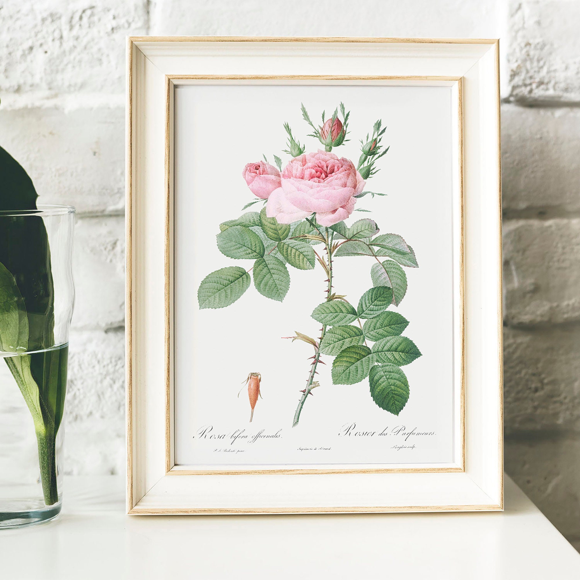 Antique Flower Print Pink Rose Print Antique Botanical | Etsy