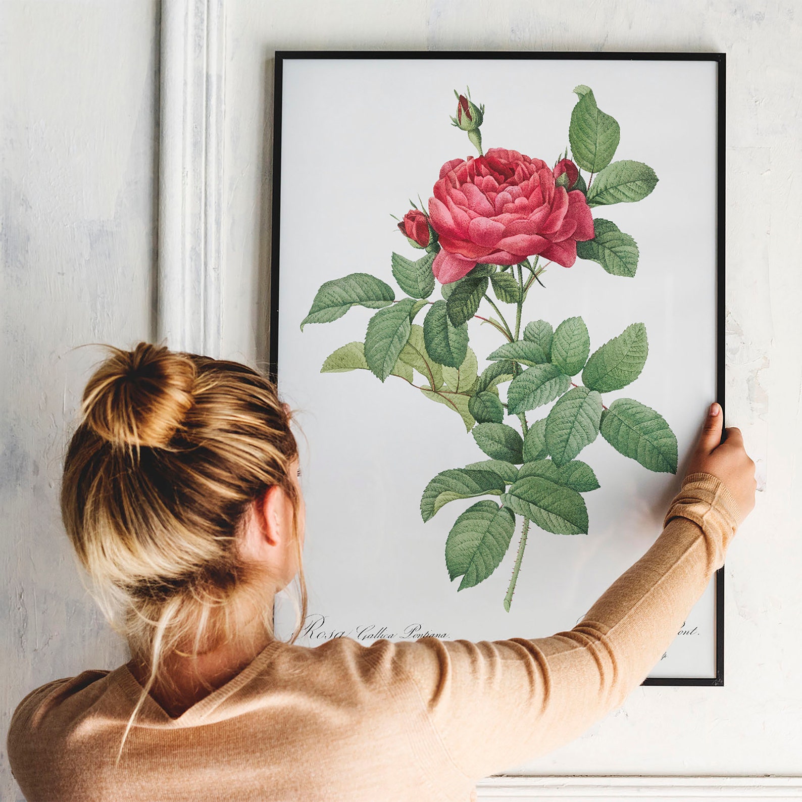 Flower Illustration Red Rose Print Antique Botanical | Etsy