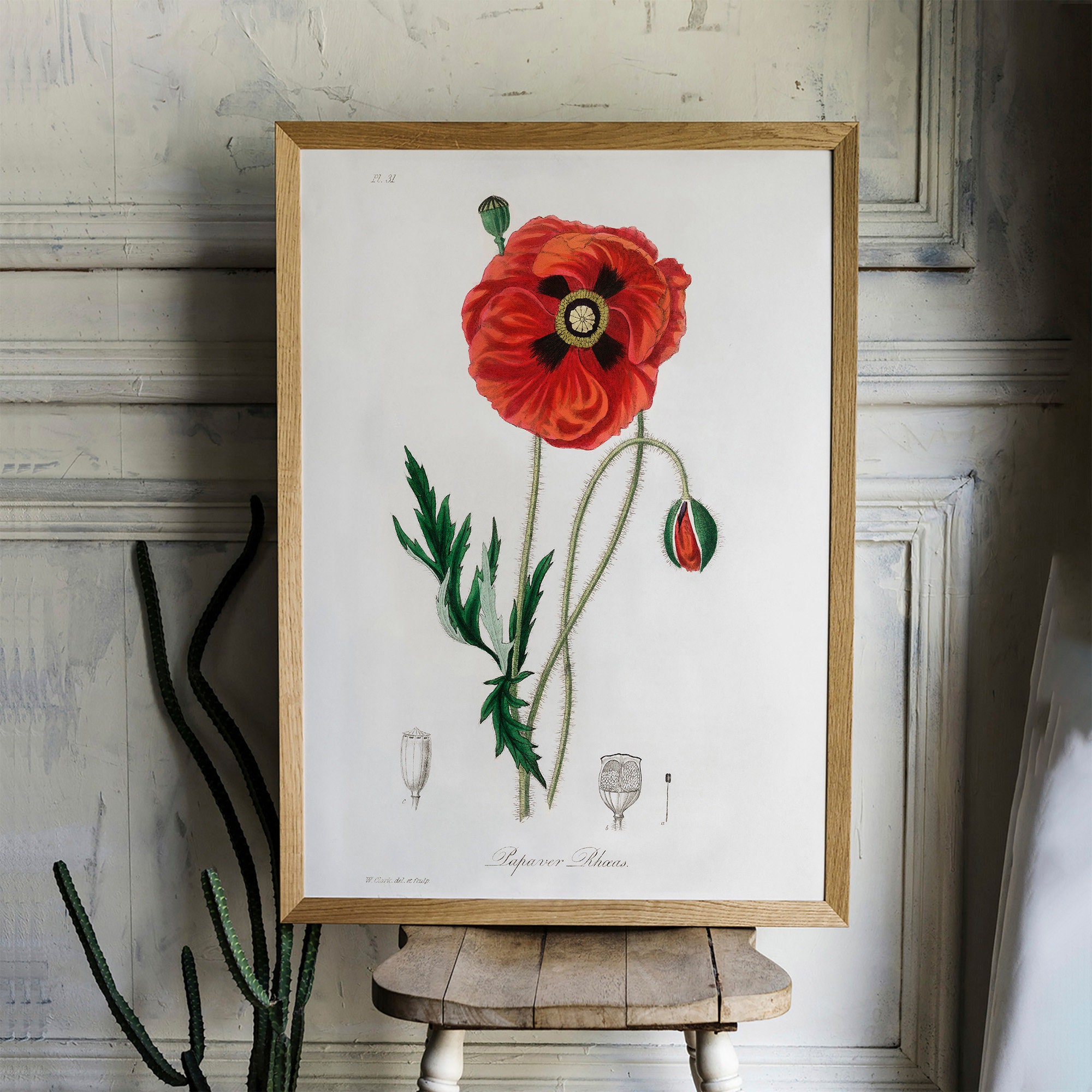 Poppy Print Vintage Botanical Poster Wall Art Decor Poppy | Etsy