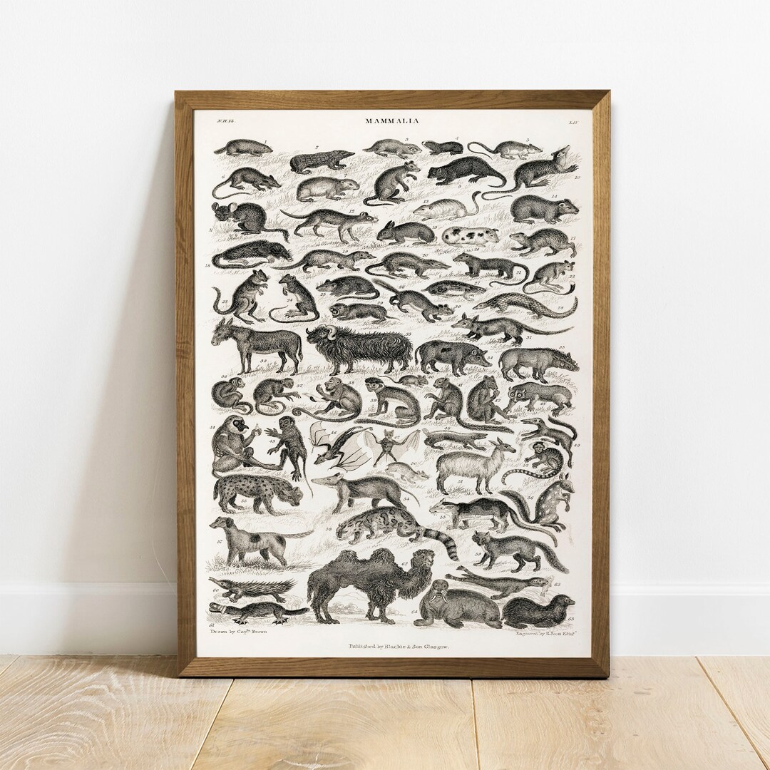 Mammals Print, Antique Animal Painting, Vintage Drawing Poster Wall Art ...