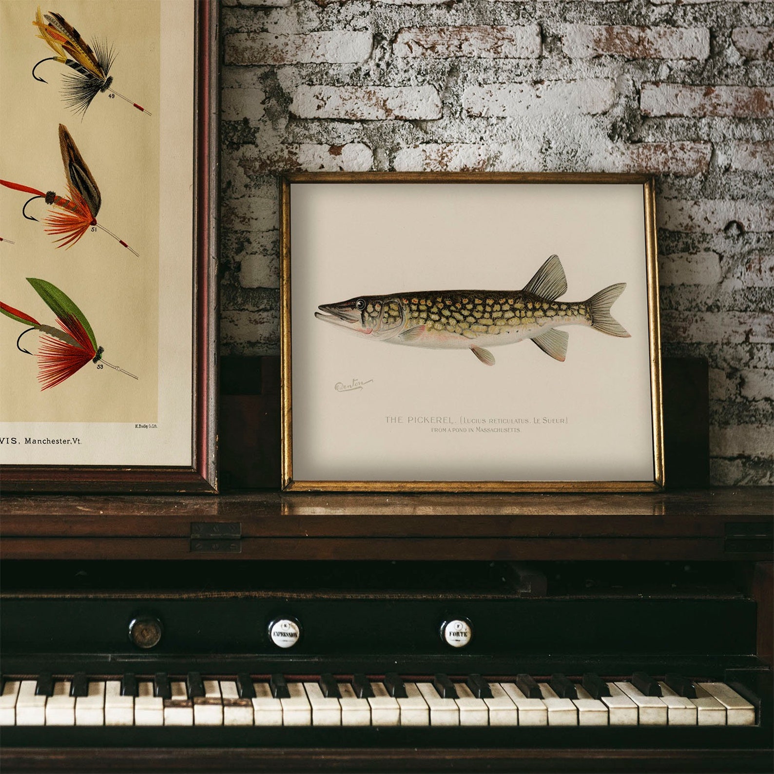 Pickerel Fish Print Vintage Fishing Poster Wall Art Decor - Etsy