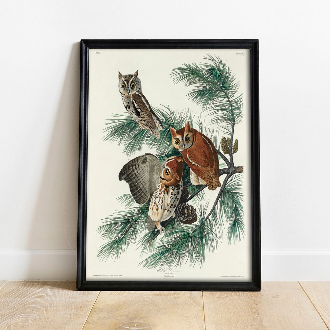 Screech Owl Print: Audubon Vintage Bird Drawing Poster - Etsy
