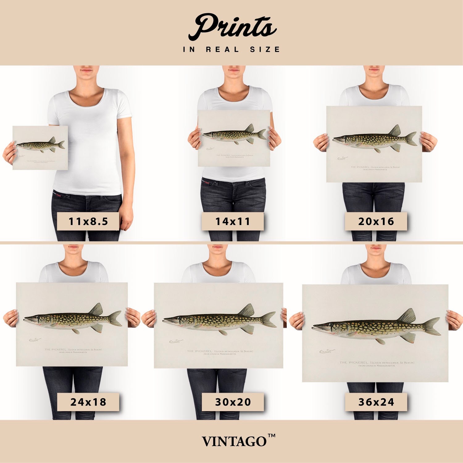 Pickerel Fish Print Vintage Fishing Poster Wall Art Decor - Etsy