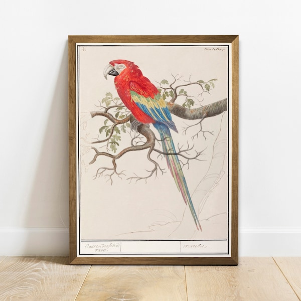 Macaw Poster - Etsy