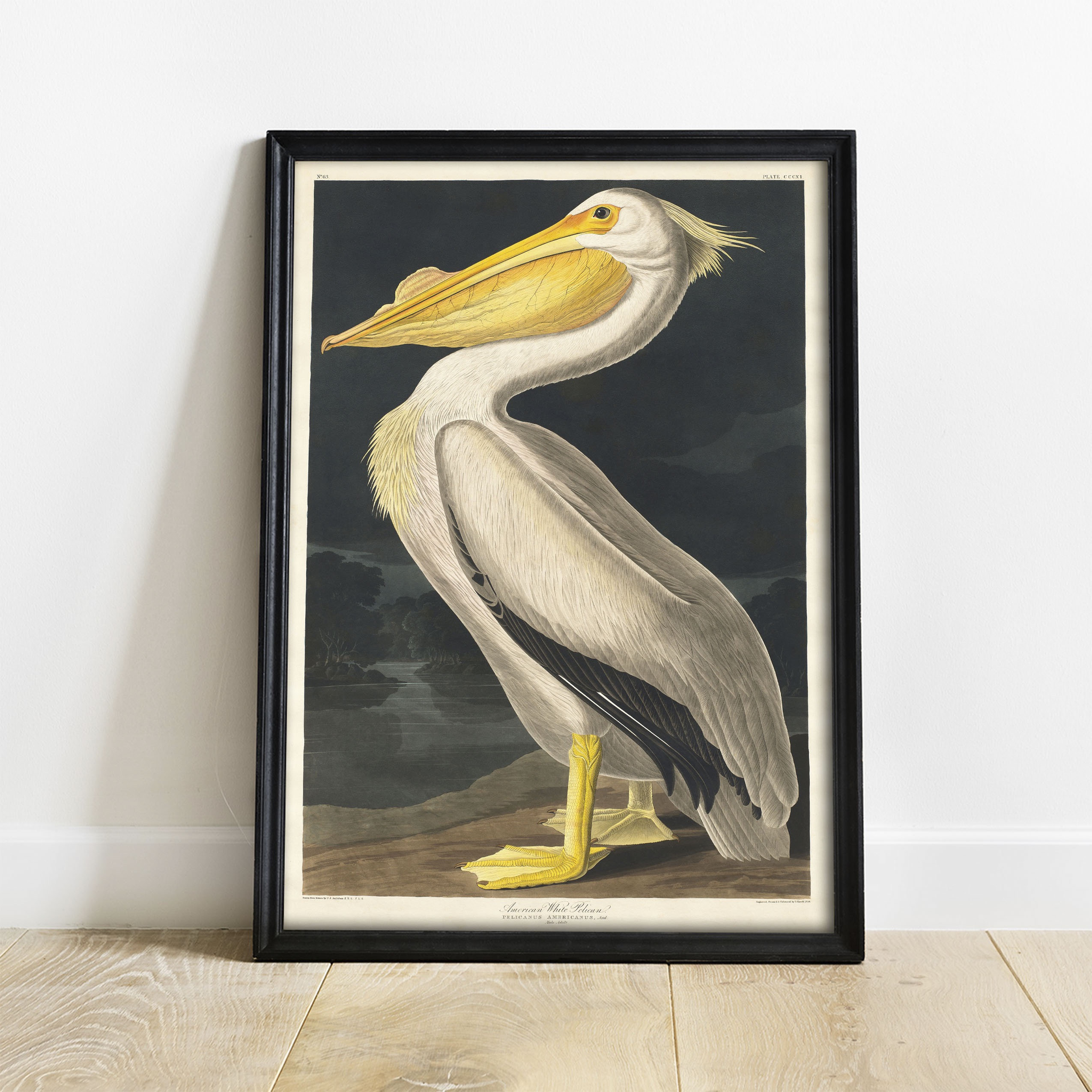 Antique Pelican Print for sale | Only 3 left at -75%