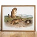 Prairie Dog Print, Antique Animal Painting, Vintage Drawing Art, Marmot ...