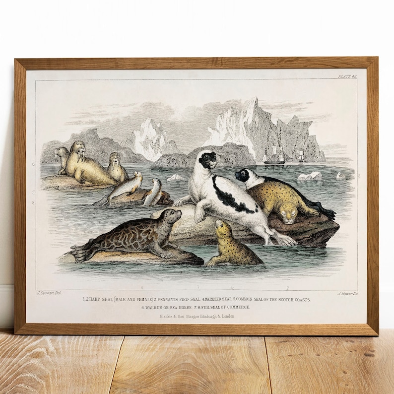 Antique Seal Types Print: Vintage Animal Illustration - Etsy