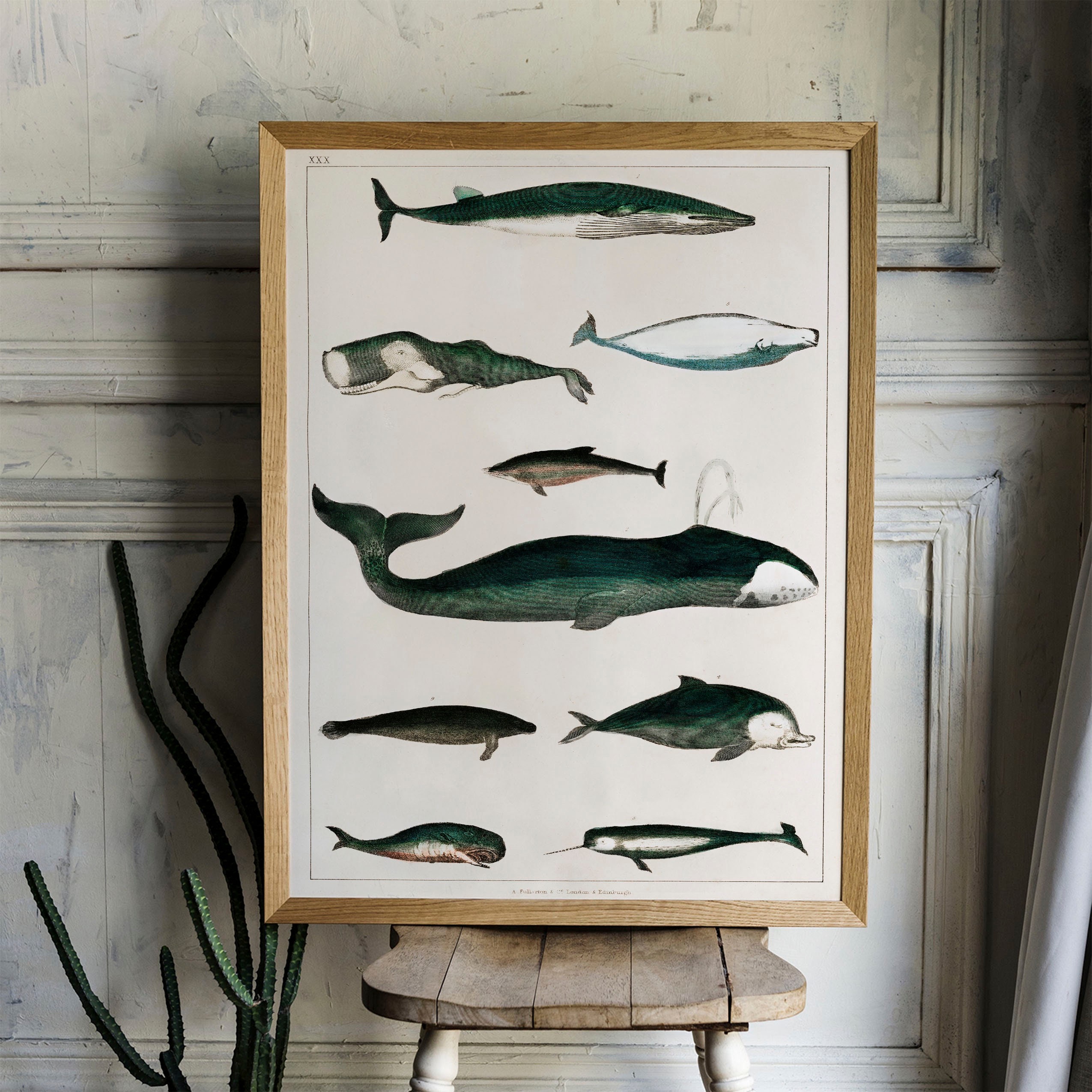 Whale Collection Print: Antique Animal Wall Art - Etsy