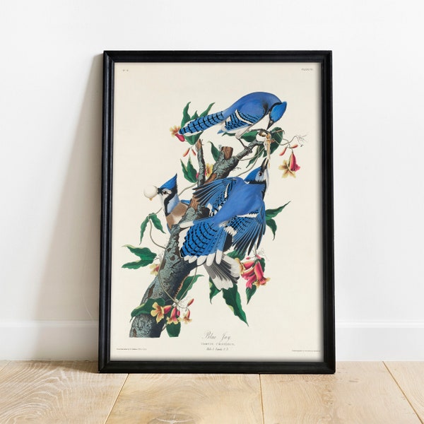 Blue Jay Print - Etsy
