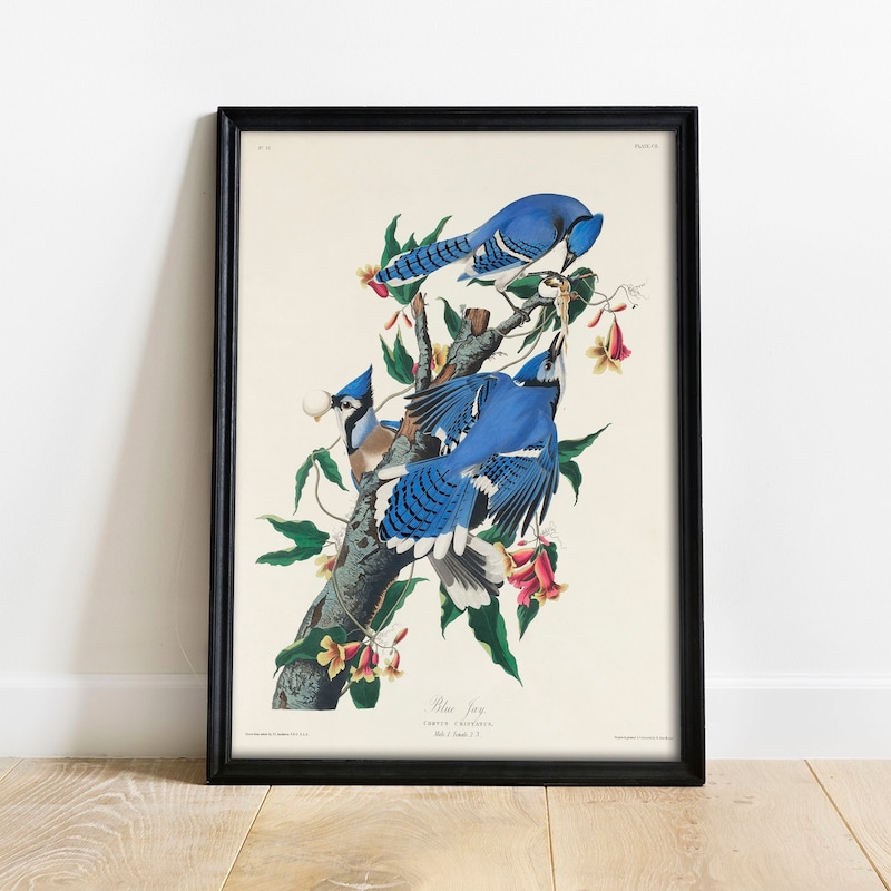 Blue Jay Print - Etsy