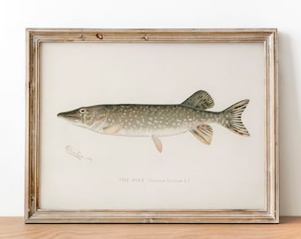 Pickerel Fish Print Vintage Fishing Poster Wall Art Decor | Etsy