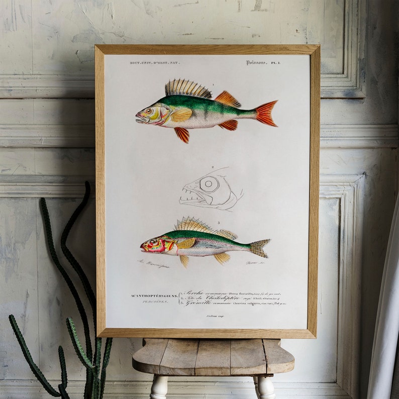 Perch Antique Print Illustration Vintage Fish Poster Fishing | Etsy