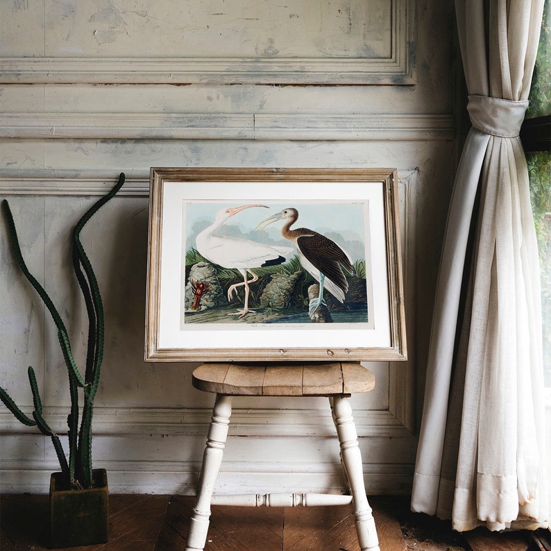 White Ibis Print Antique Bird Painting Vintage Drawing | Etsy