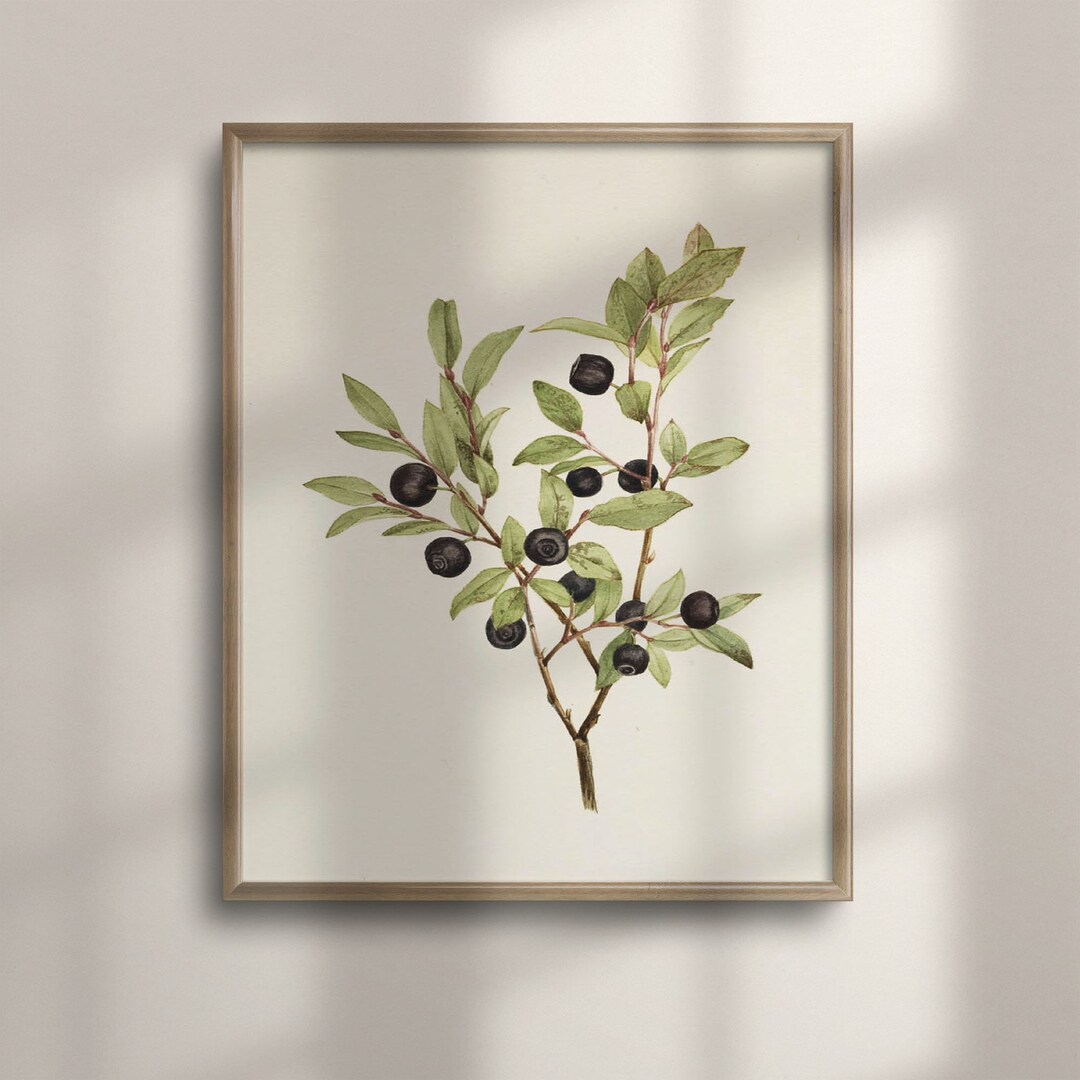 Antique Berry Watercolor Print: Vintage Botanical Farmhouse Art - Etsy