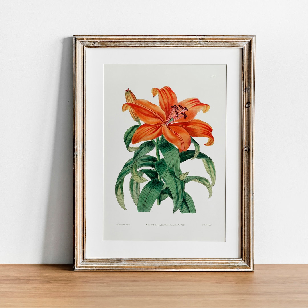 Lily Print, Vintage Botanical Poster Wall Art Decor, Orange Lily ...