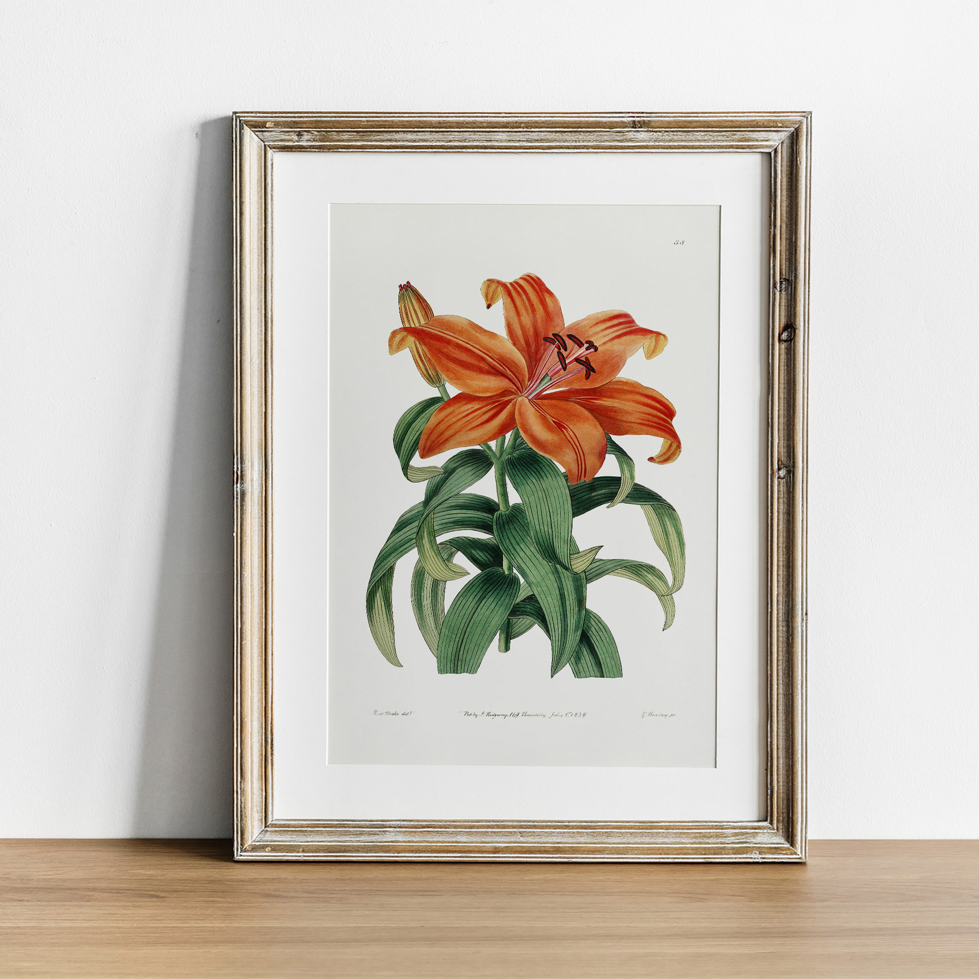 Lily Print Vintage Botanical Poster Wall Art Decor Orange - Etsy