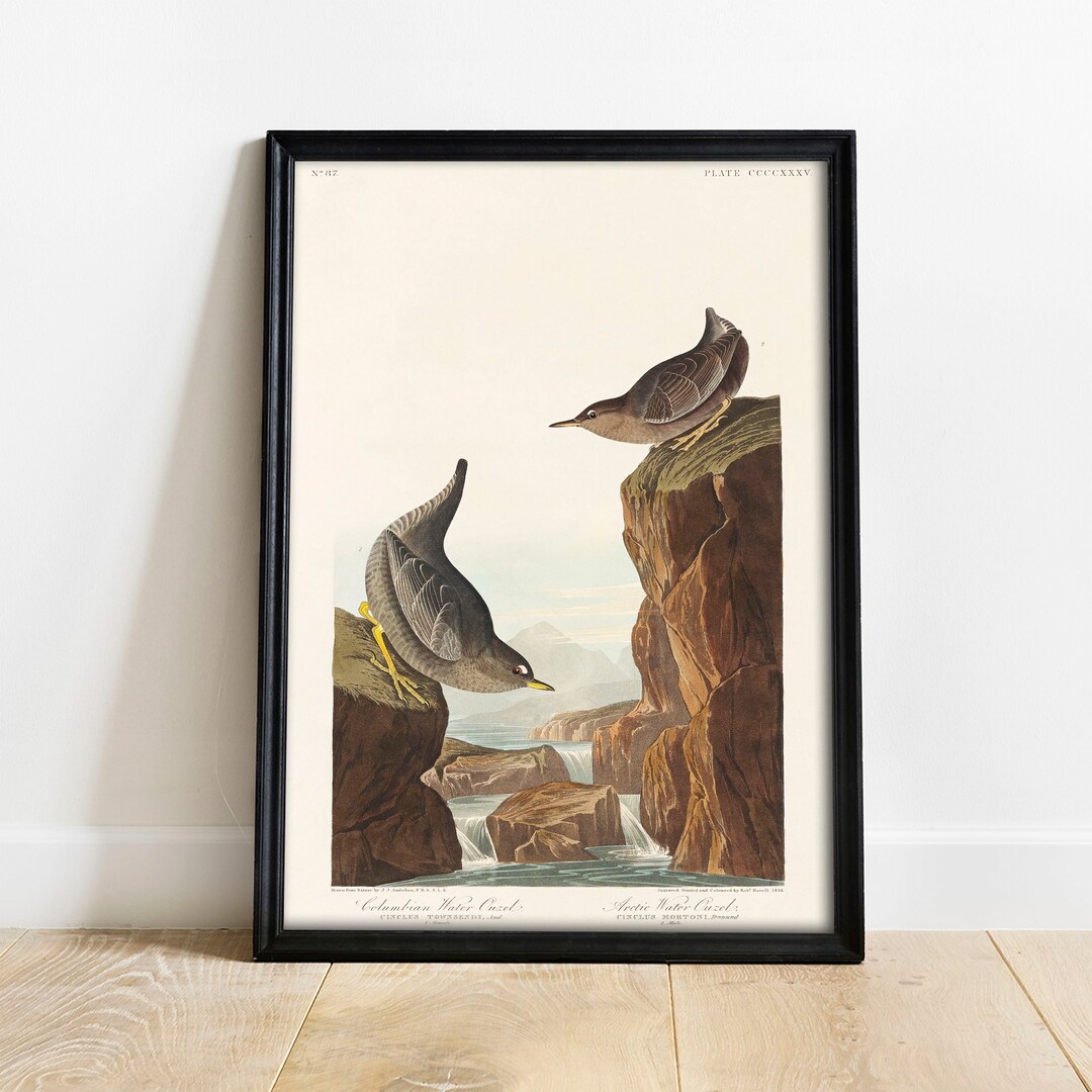Water Ouzel Print, Antique Bird Painting, Vintage Drawing Poster Wall ...