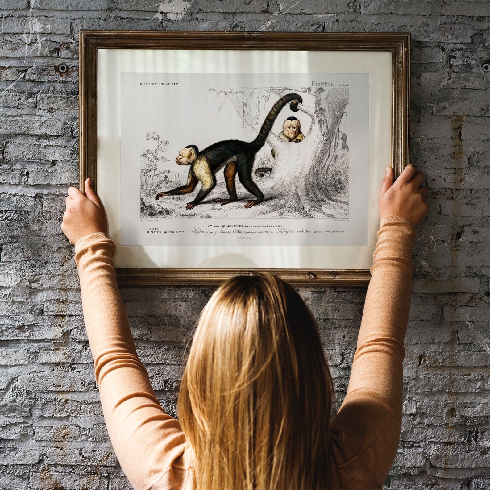 Monkey Print Antique Animal Painting Vintage Drawing Poster - Etsy